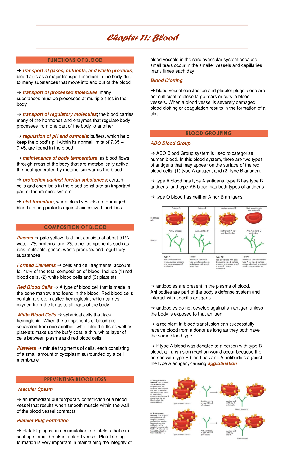 Chapter 11: Blood Overview and Functions - Bio 101 Lecture Notes - Studocu
