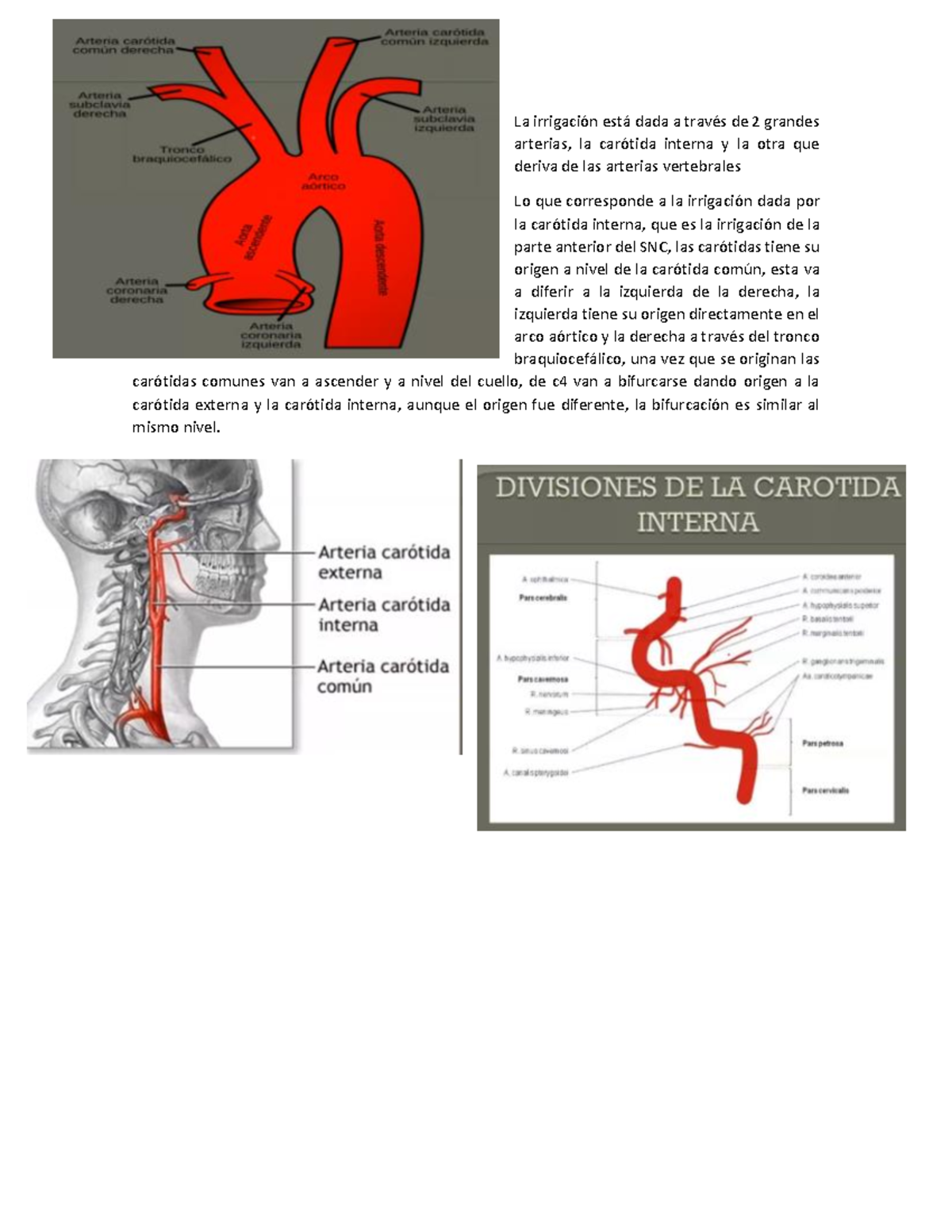 Polígono de Willis y Orígenes Reales de los PC - Anatomía del SNC - Studocu