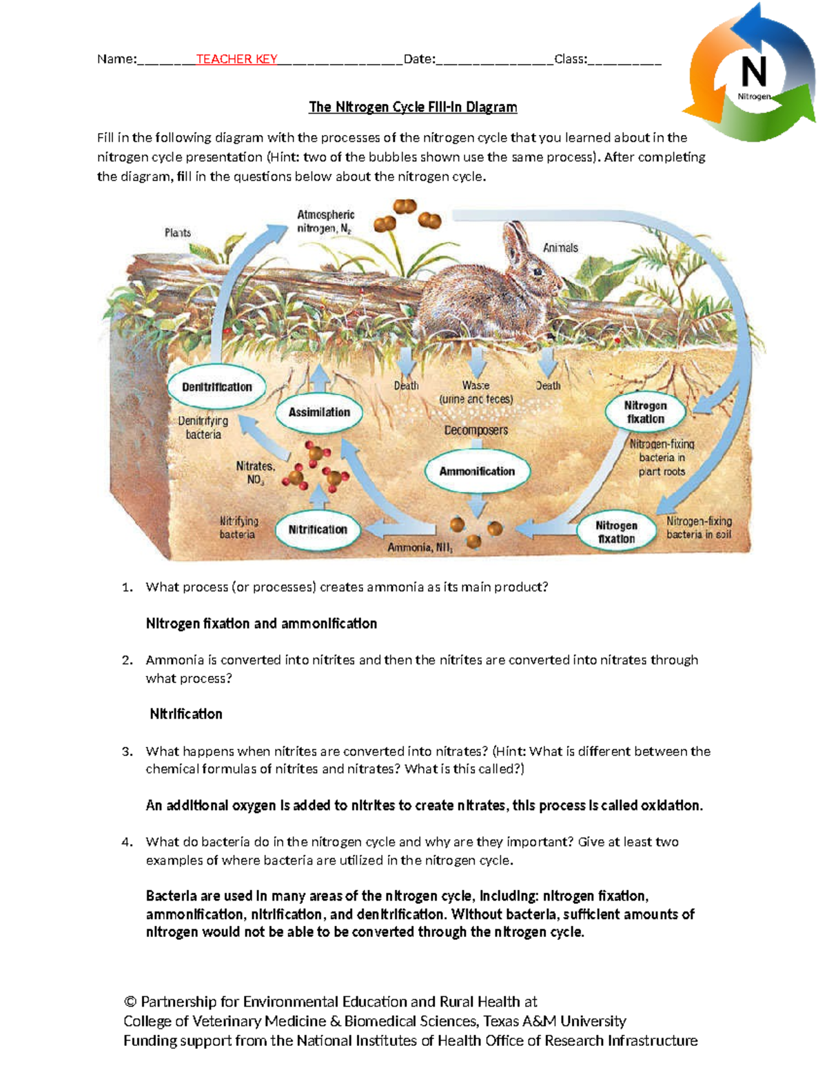 Nitrogen Cycle Fill-in Diagram KEY for Env Sci 101 Course - Studocu