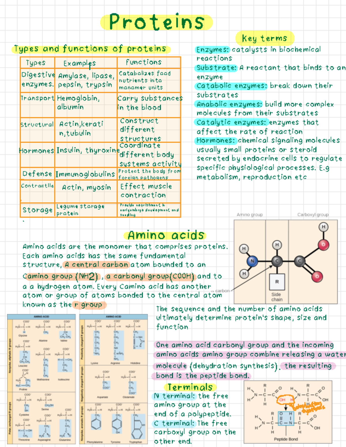 Biological Molecules: Proteins - Proteins Types and functions of ...