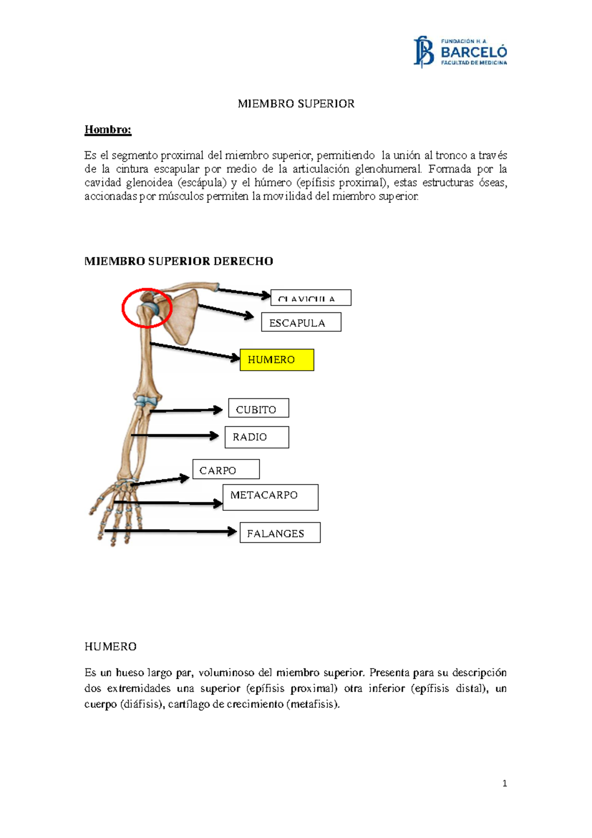 MIEMBRO SUPERIOR: Anatomía y Función del Húmero y Articulaciones - Studocu