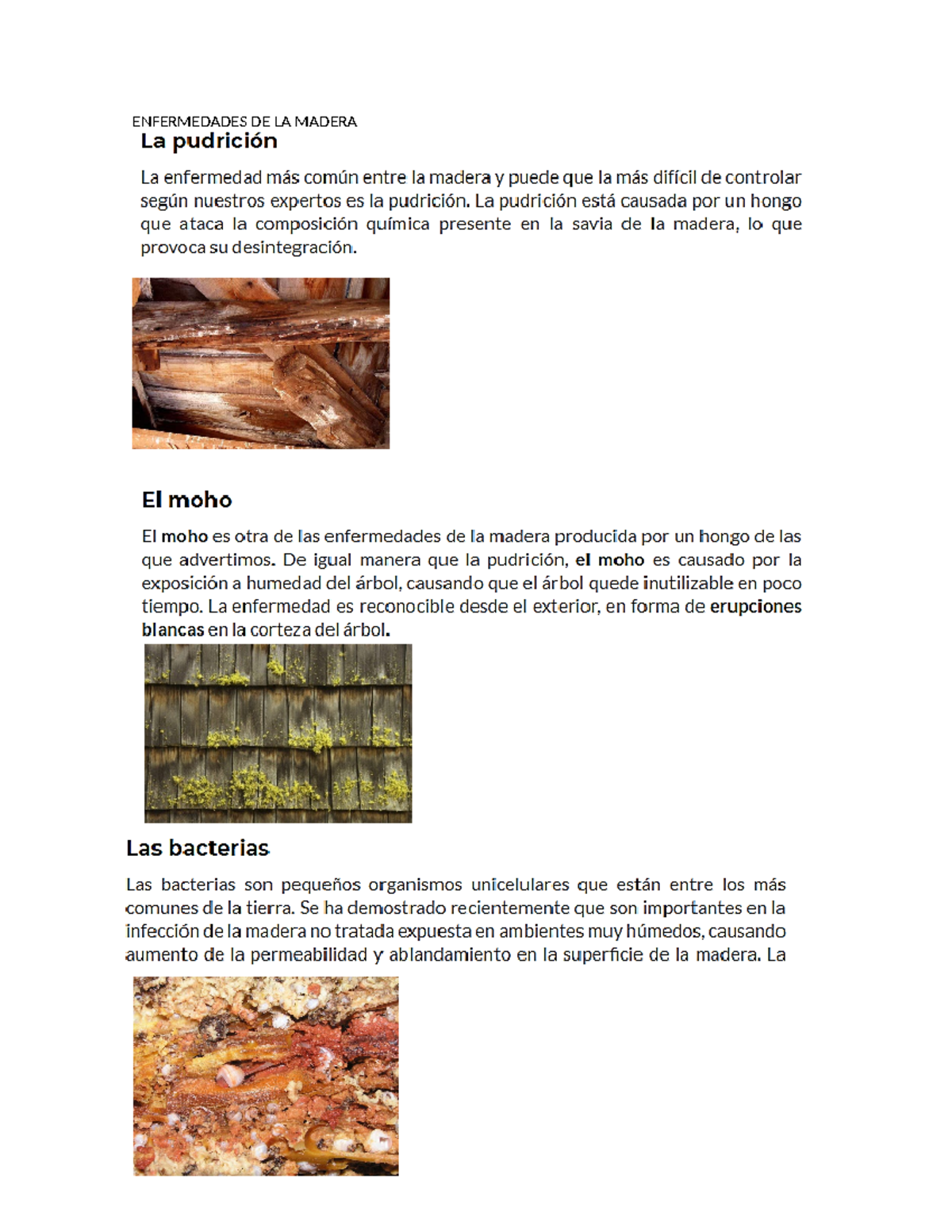 Enfermedades DE LA Madera - ciencias naturales - ENFERMEDADES DE LA ...