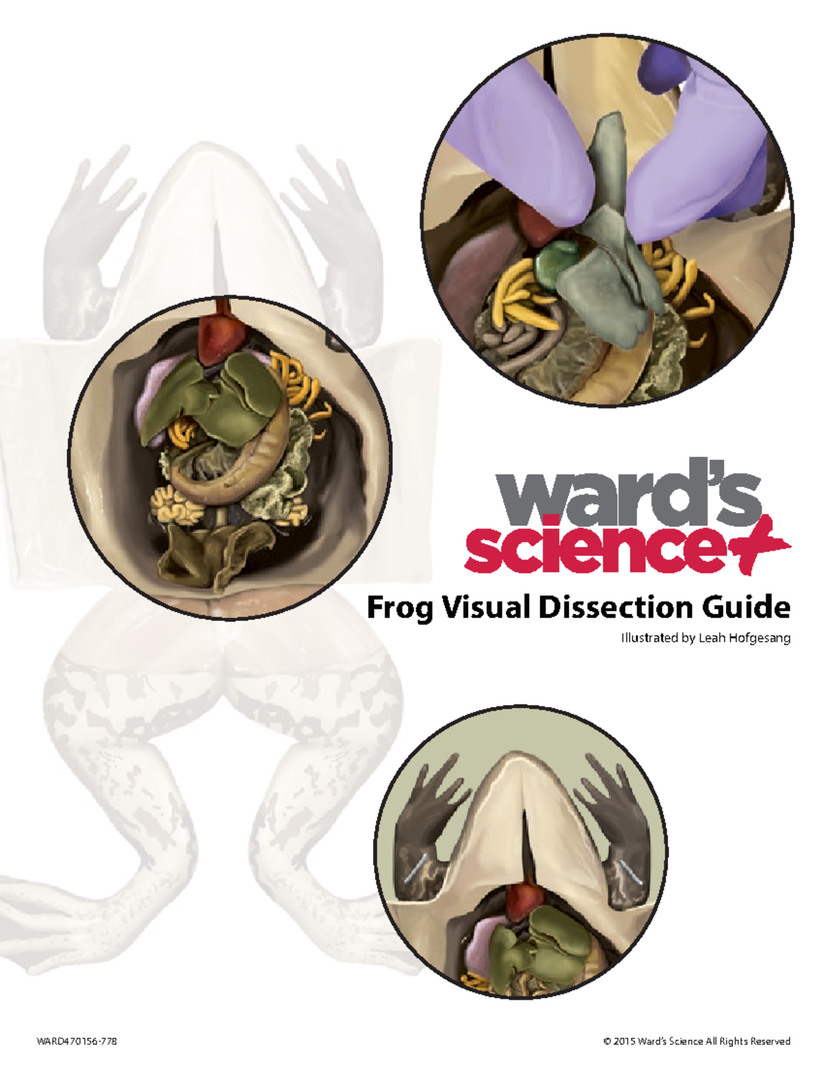 Frog guide 03 - Frog Visual Dissection Guide Illustrated by Leah ...