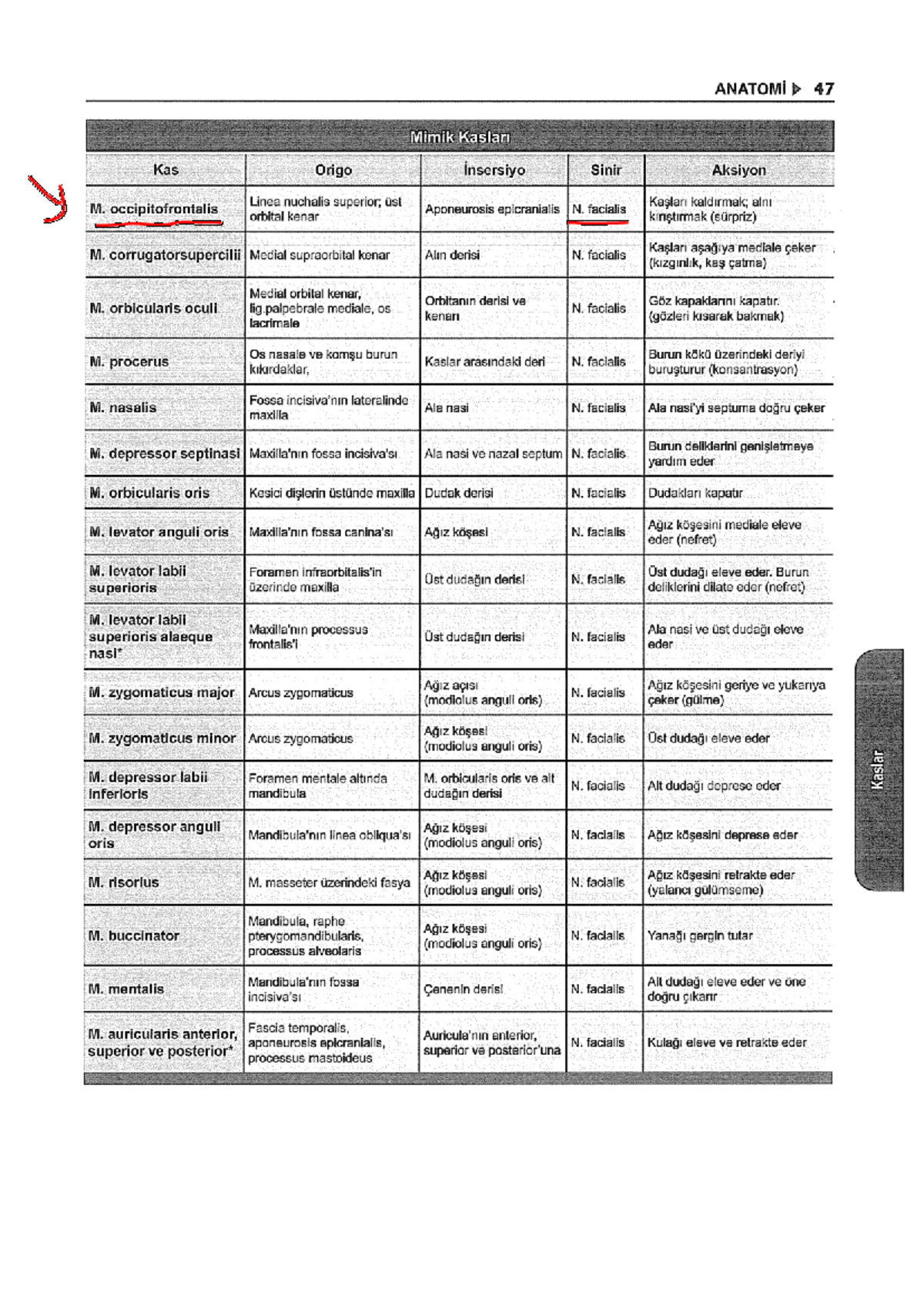 ANATOMİ 47 Mimik Kasları: Origo, İnserisyon ve Sinir Aksiyonları - Studocu
