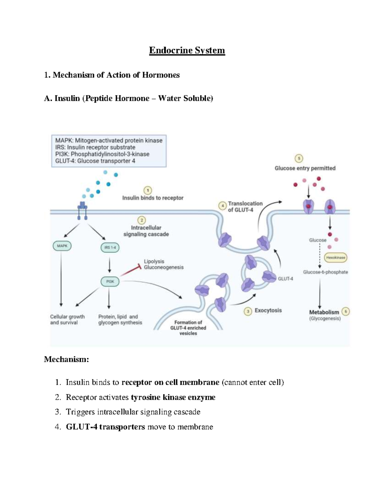 Endocrine System: Mechanisms of Hormones and Gland Functions - Studocu