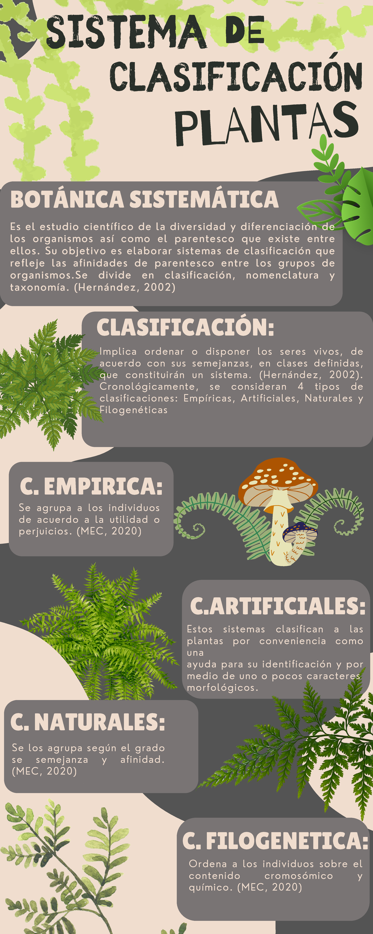 Infografía de la clasificación de las plantas - SISTEMA PLANTAS C: BOTÁNICA SISTEMÁTICA - Studocu