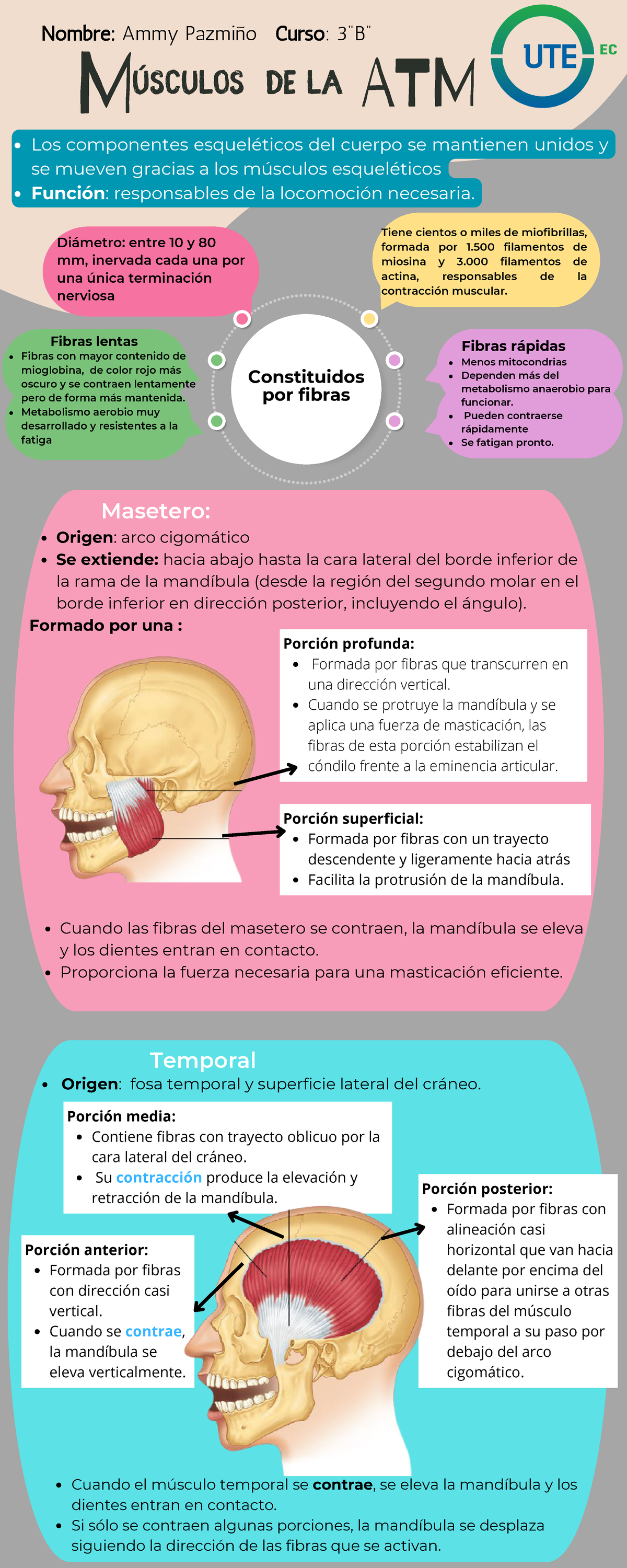 Músculos de la ATM: Estructura y Función en la Masticación - Studocu
