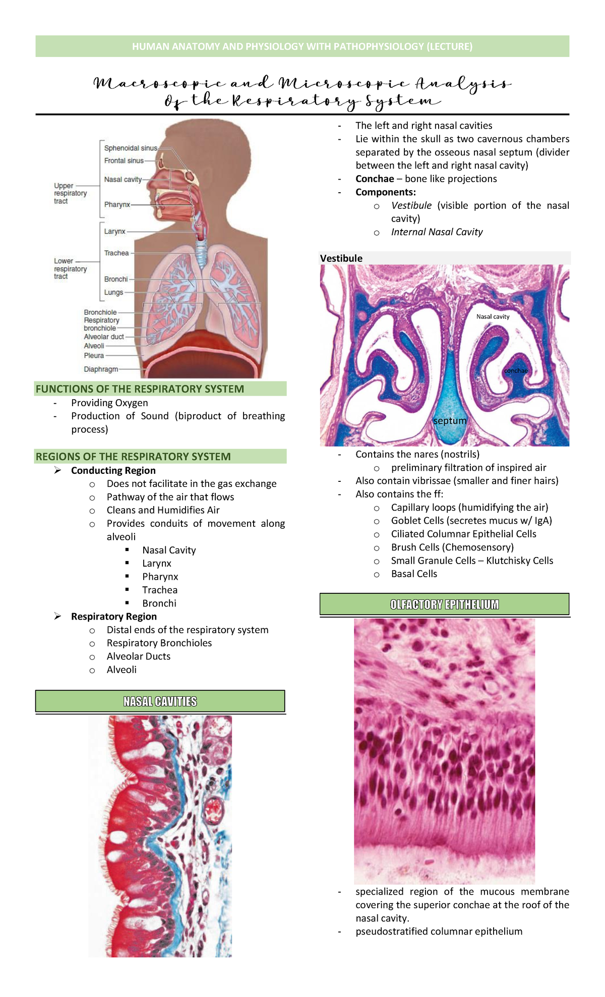 HUMAN ANATOMY AND PHYSIOLOGY (LECTURE) - Respiratory System Analysis ...
