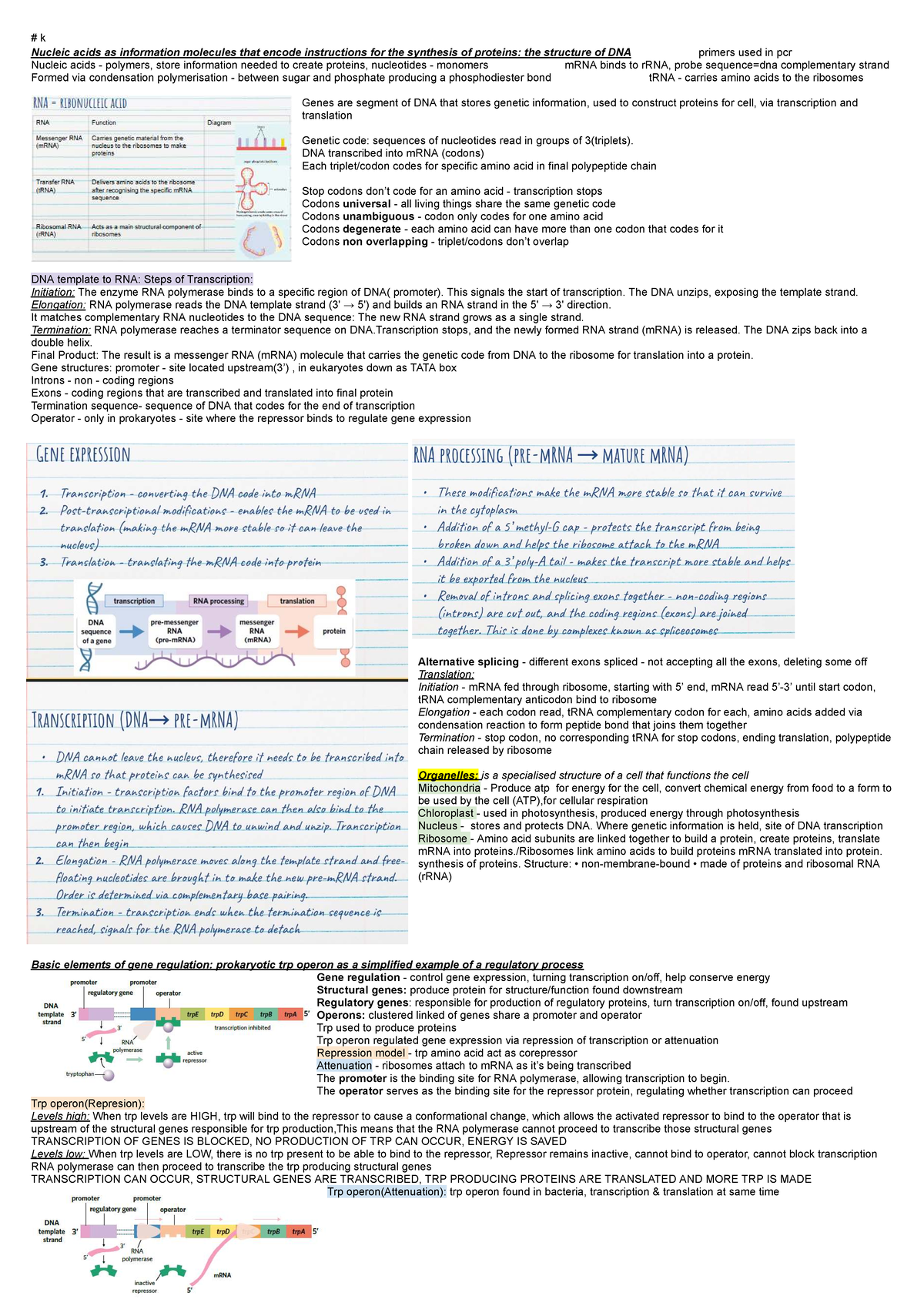 U3&4 Biology Final Exam: Nucleic Acids, Proteins, and Genetic Processes ...