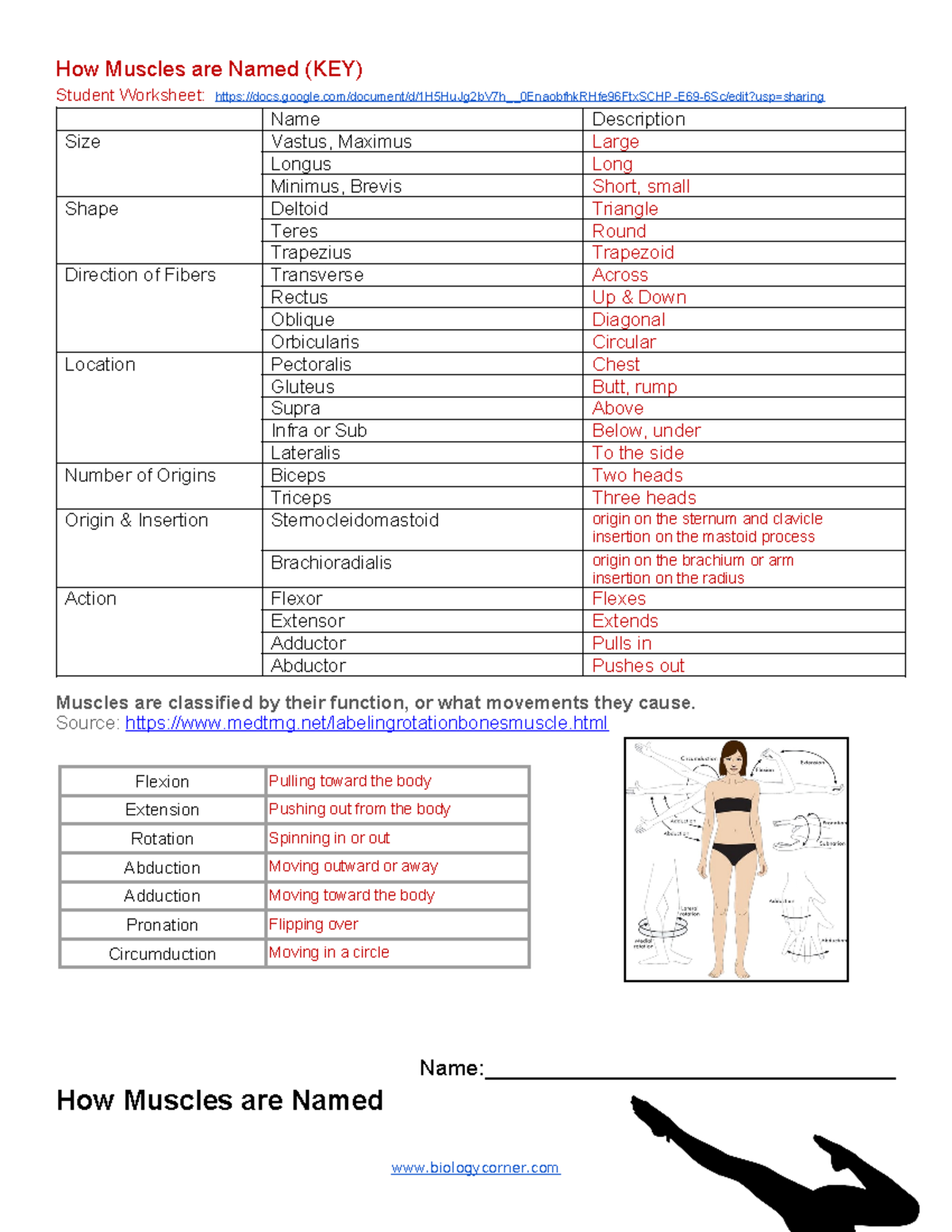 How Muscles Are Named: Classification and Description (KEY-1) - Studocu