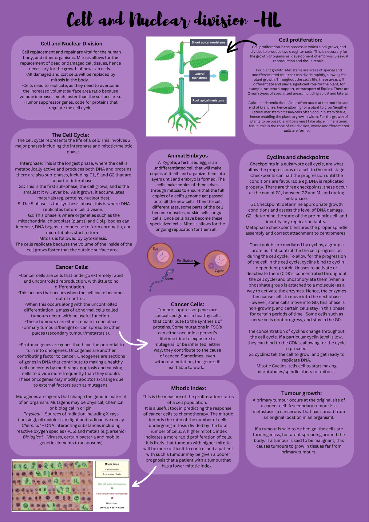 Biology HL: Cell and Nuclear Division & Proliferation Overview - Studocu