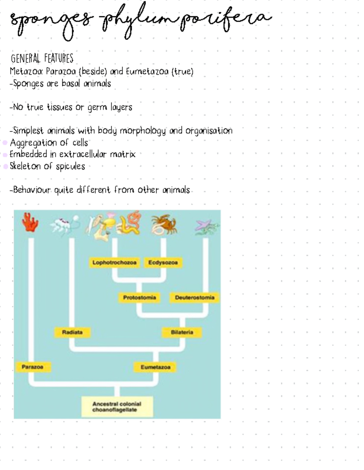Biology 101: Lecture Notes on Sponges - Phylum Porifera Overview - Studocu