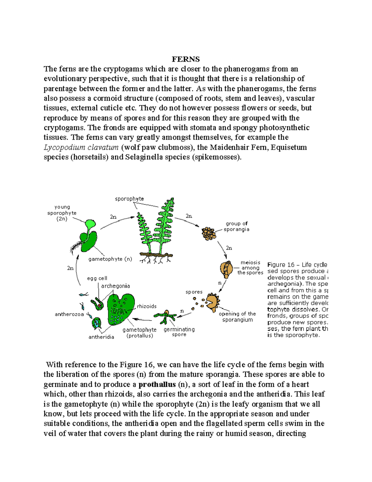 Ferns - Detailed Study Notes on Reproduction and Life Cycle - Studocu