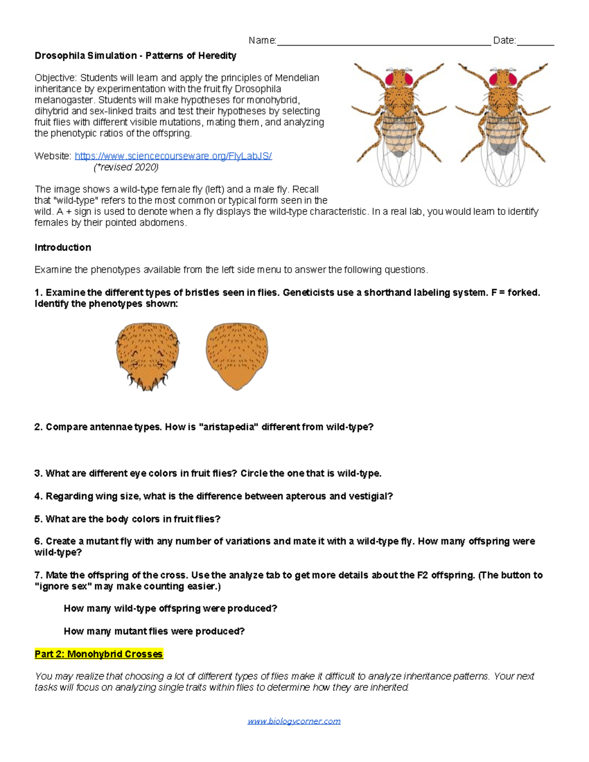 [Template] Virtual Fruit Fly Lab: AP Biology - Name