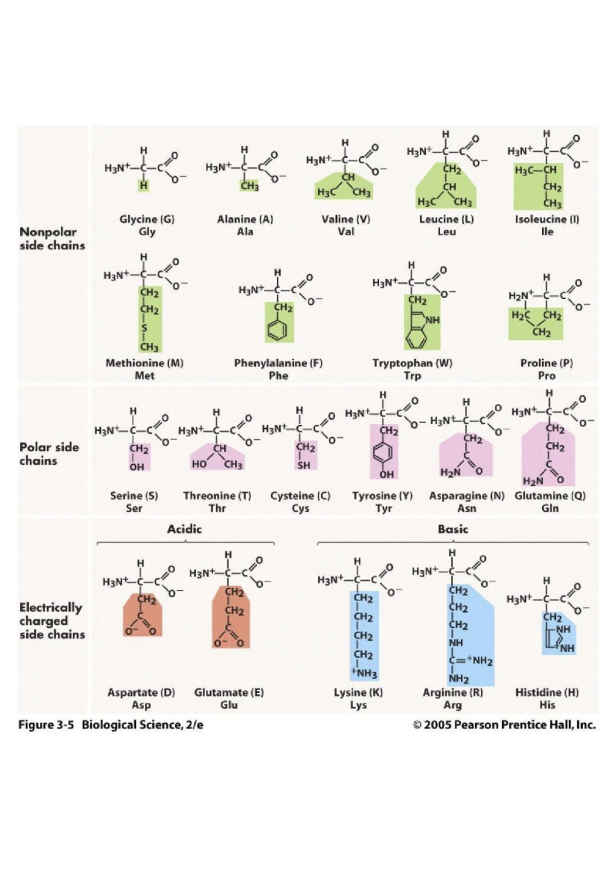 R Groups in Amino Acids: A Comprehensive Overview (BIO 101) - Studocu