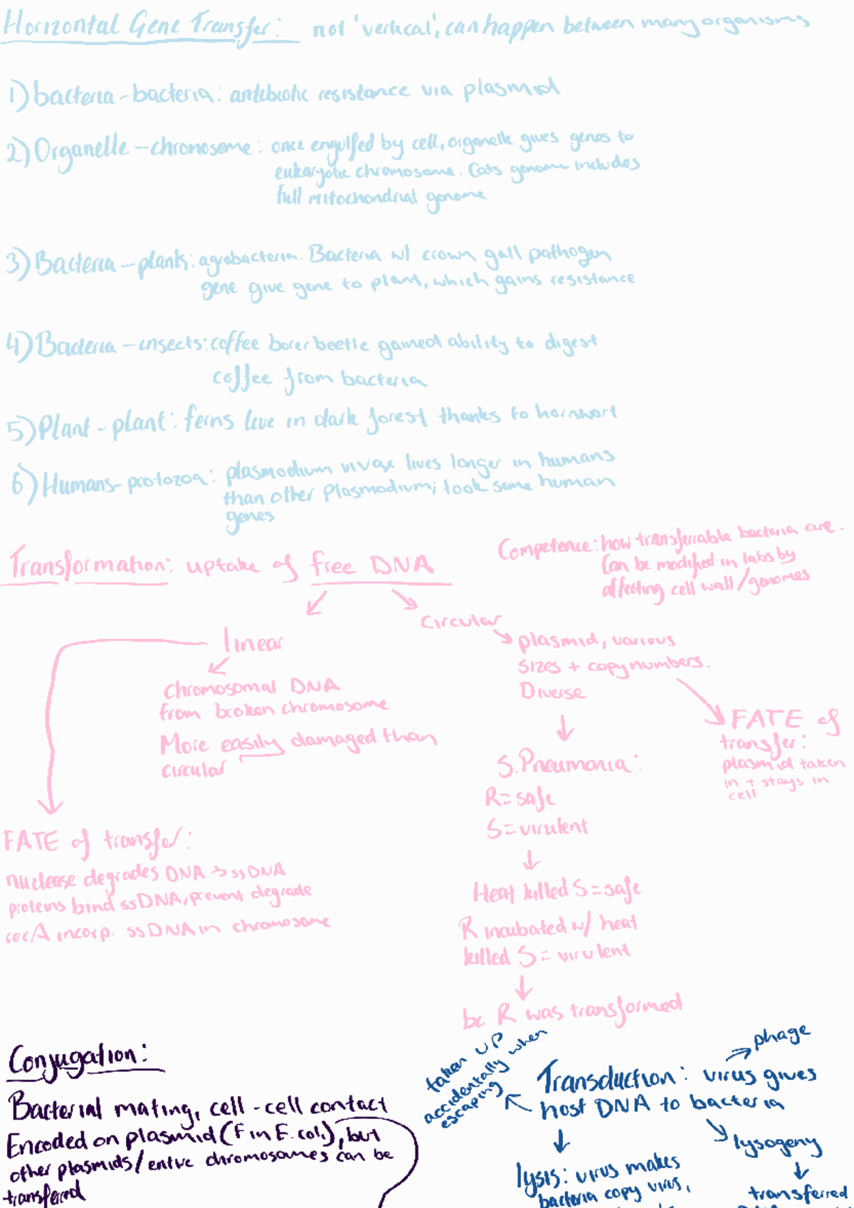 Horizontal Gene Transfer: Mechanisms and Examples (260102) - Studocu