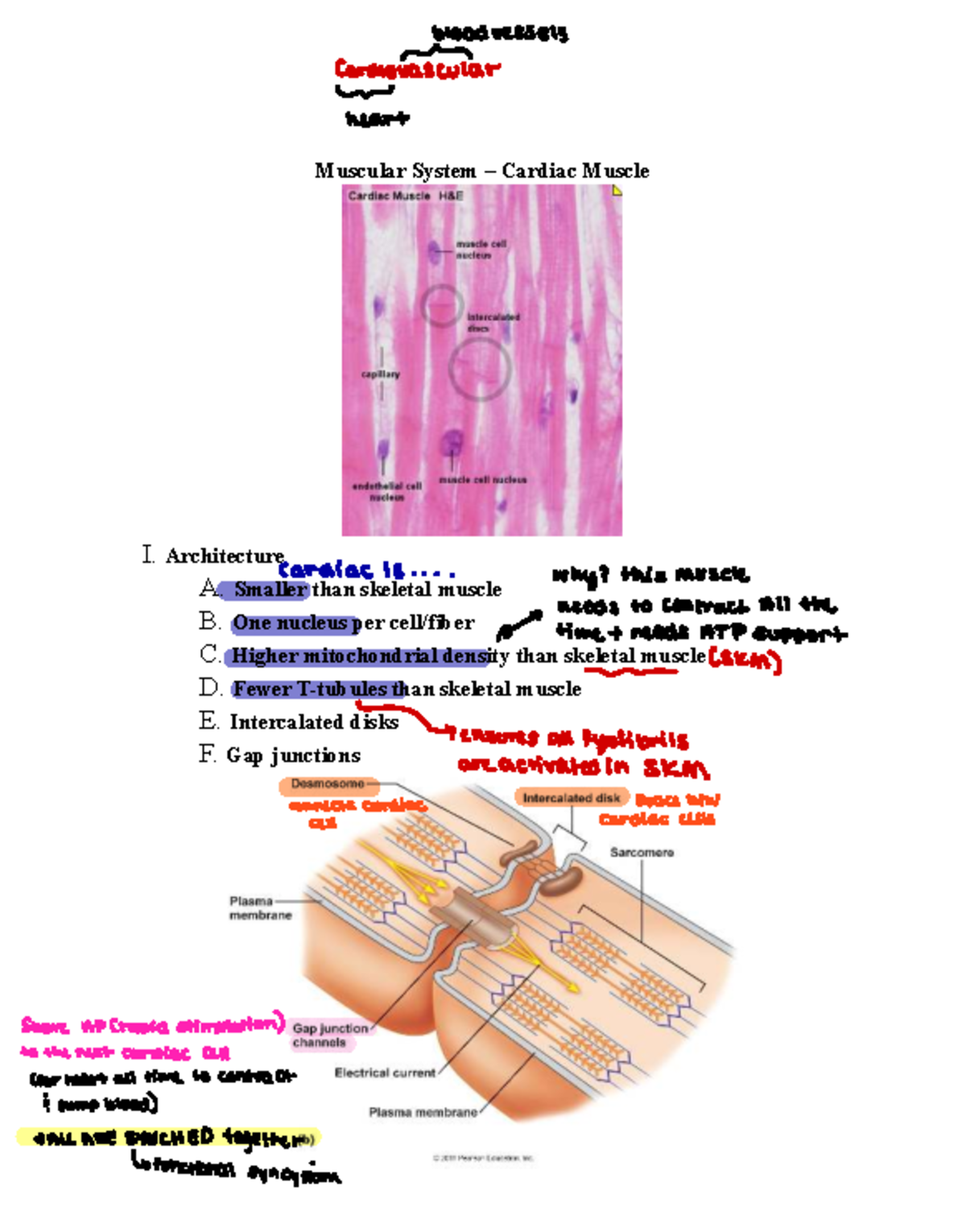 Cardiac Muscle - Notes for Cardiovascular System (CVD 101) - Studocu