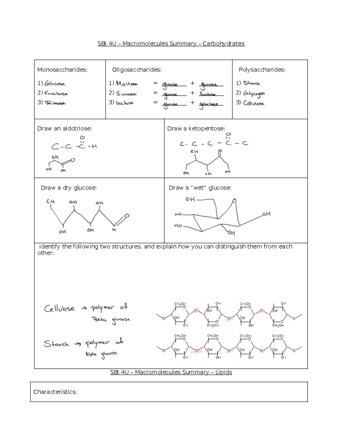SBI 4U Macromolecules: Summary Worksheet on Carbs, Lipids, and Proteins ...