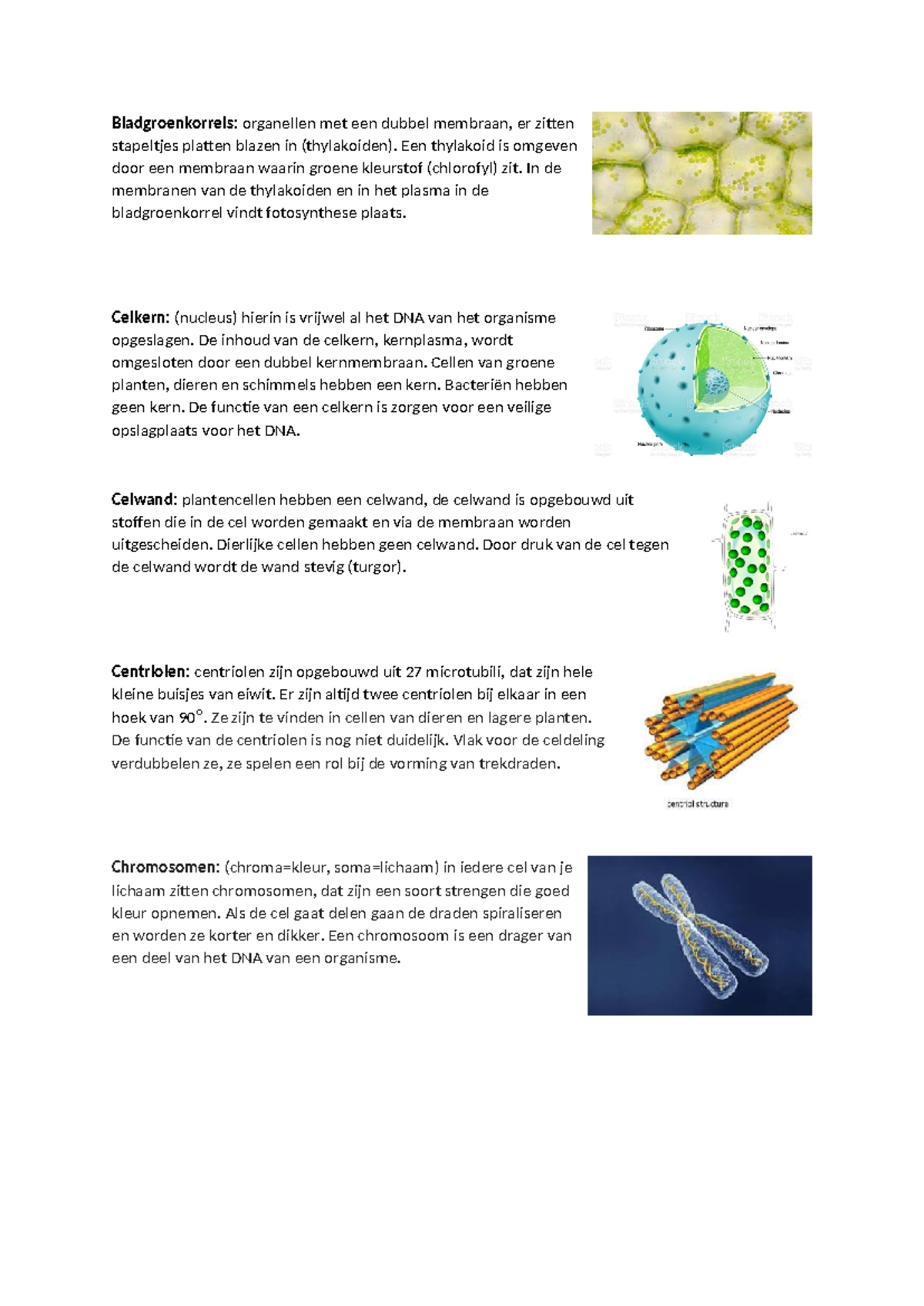 Organellen in Plantencellen: Functies en Kenmerken - Studeersnel