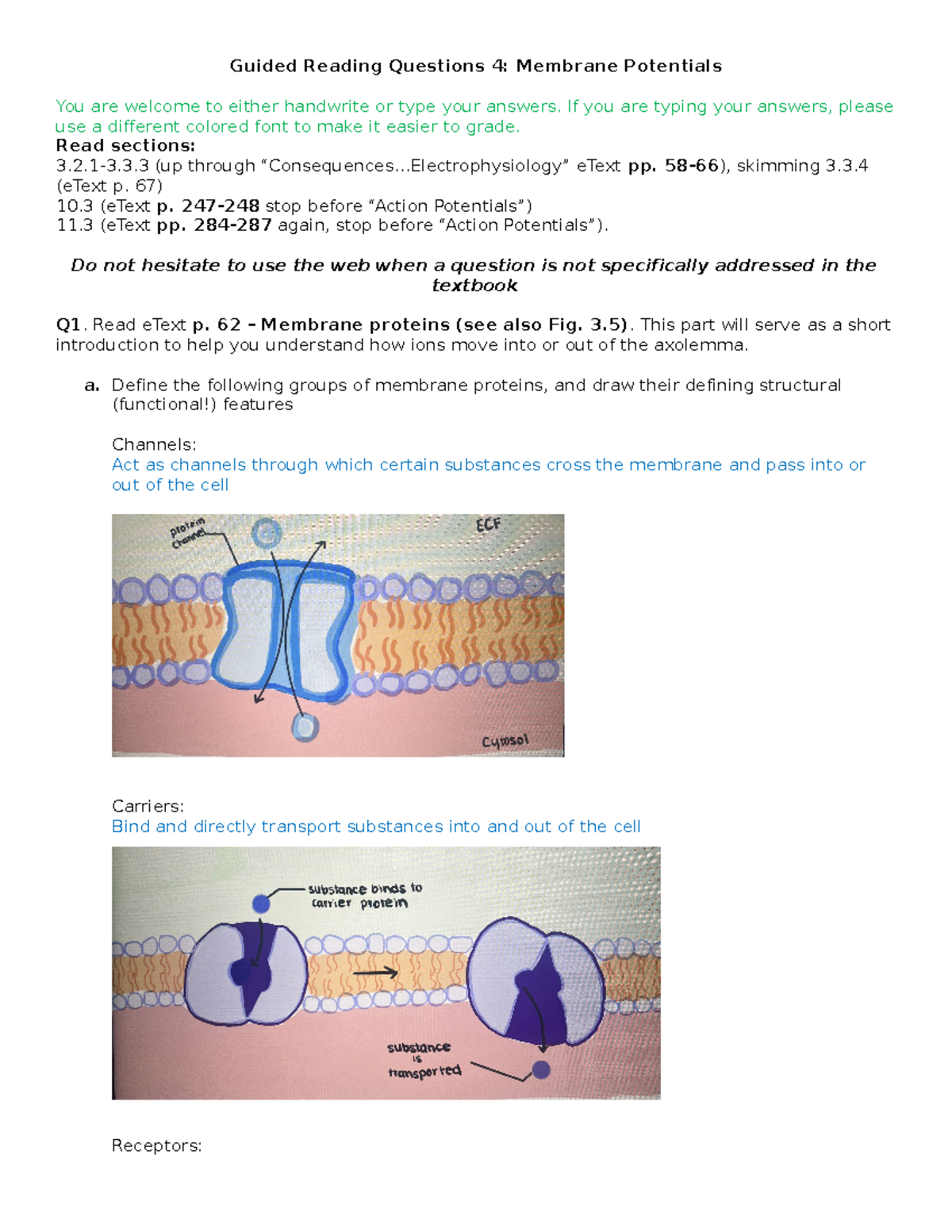 GRQ 4(Membrane Potential) - Guided Reading Questions 4: Membrane ...