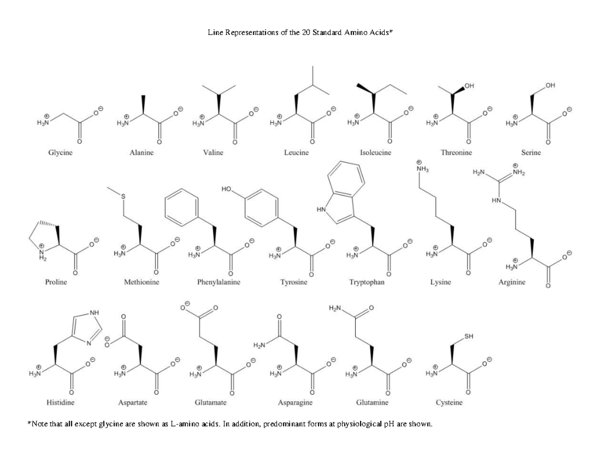 Line Representations of the 20 Standard Amino Acids - CHEM 3653 - In ...