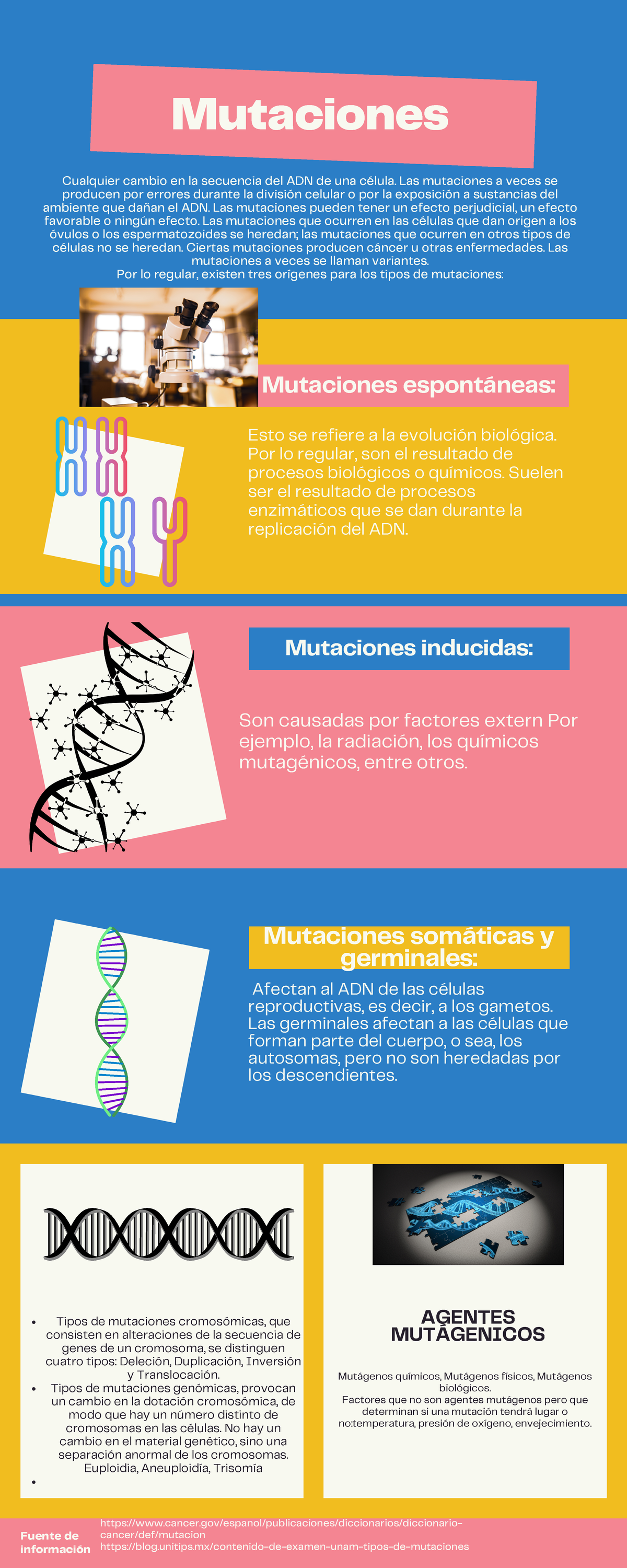 Mutaciones infografía - Mutaciones somáticas y germinales: Afectan al ...
