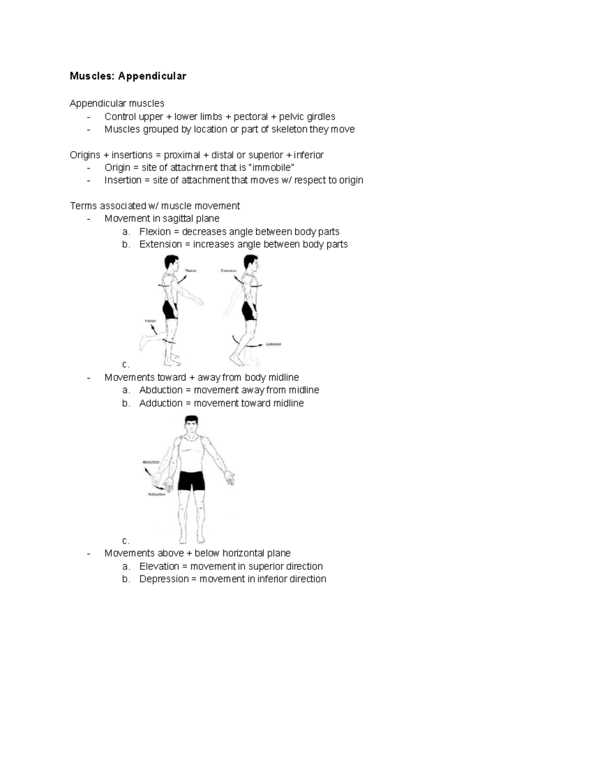 Appendicular Muscles: Anatomy & Movements Overview for Exam - Studocu