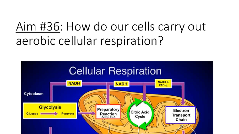 Biochemistry of Cellular Respiration: Aim 36 PowerPoint Notes - Studocu
