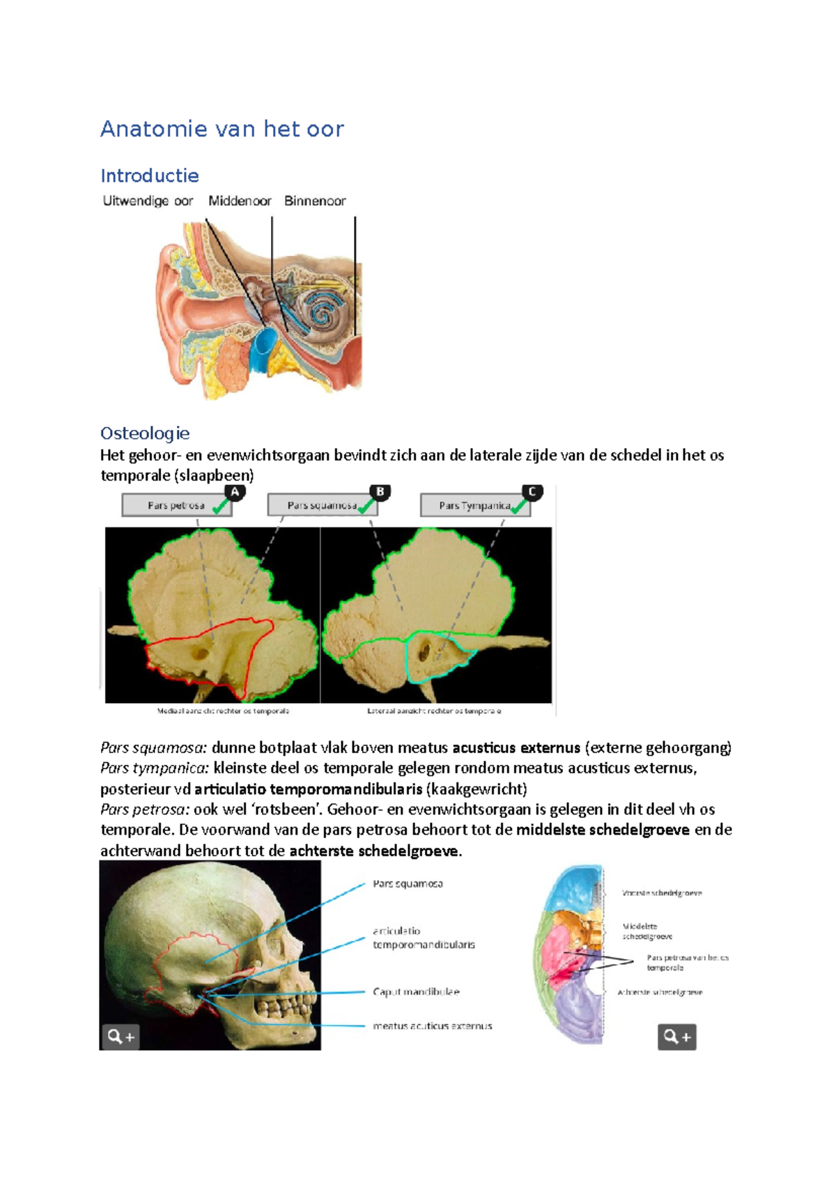 Anatomie van het oor - E-learning - Anatomie van het oor Introductie ...