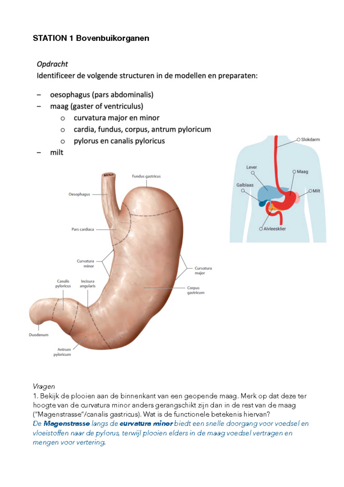 Practicum Anatomie Maagdarmkanaal: Stations 1-4 Overzicht en Vragen ...