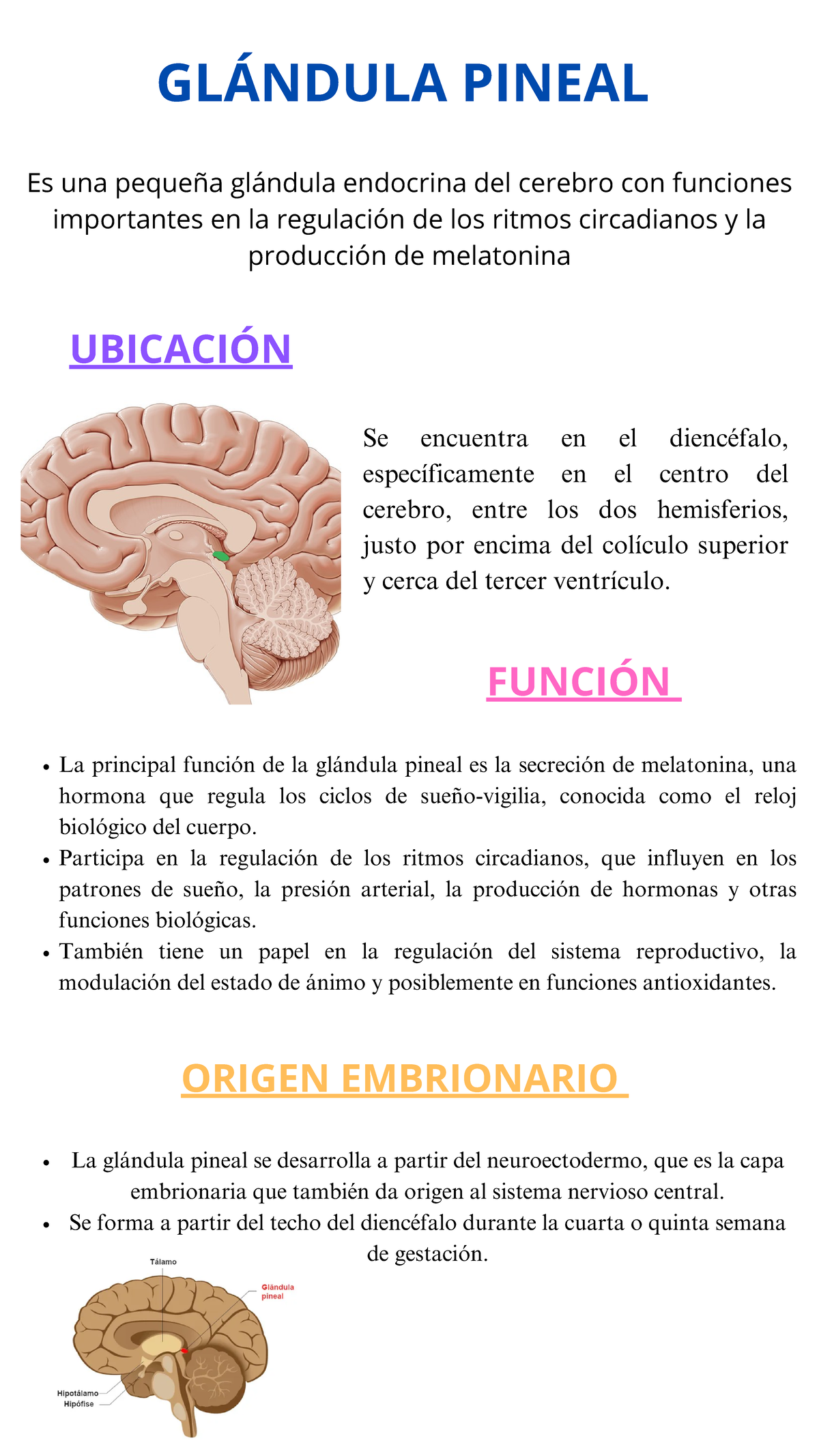 Glandula Pineal: Funciones y Ubicación en el Cerebro Humano - Studocu