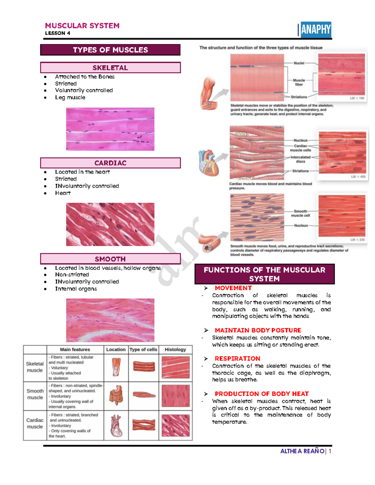 MUSCULAR SYSTEM ANAPHY9 LESSON 4 TYPES OF MUSCLES REVIEWER - Studocu