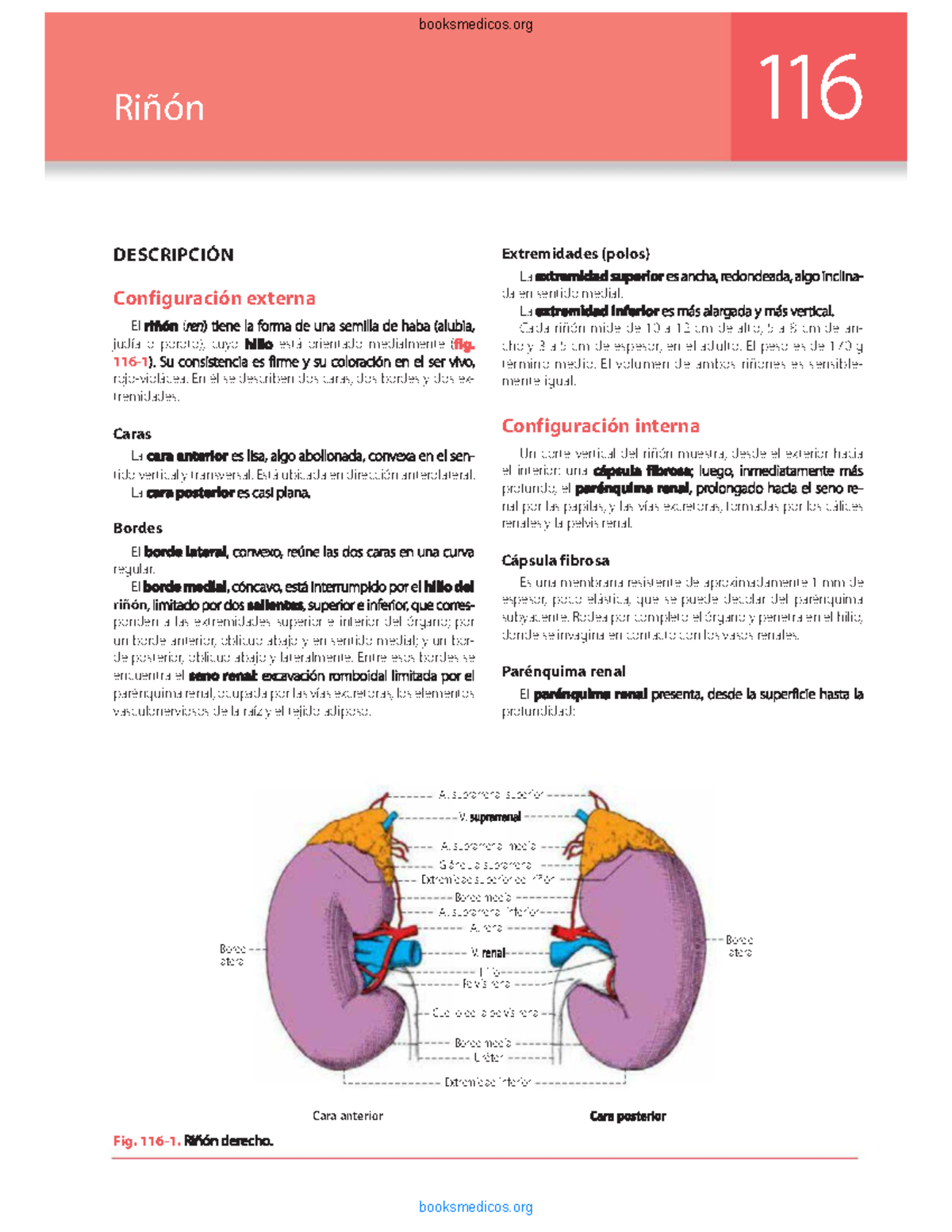Anatomía del Riñón: Estructura y Función del Sistema Urinario - Studocu