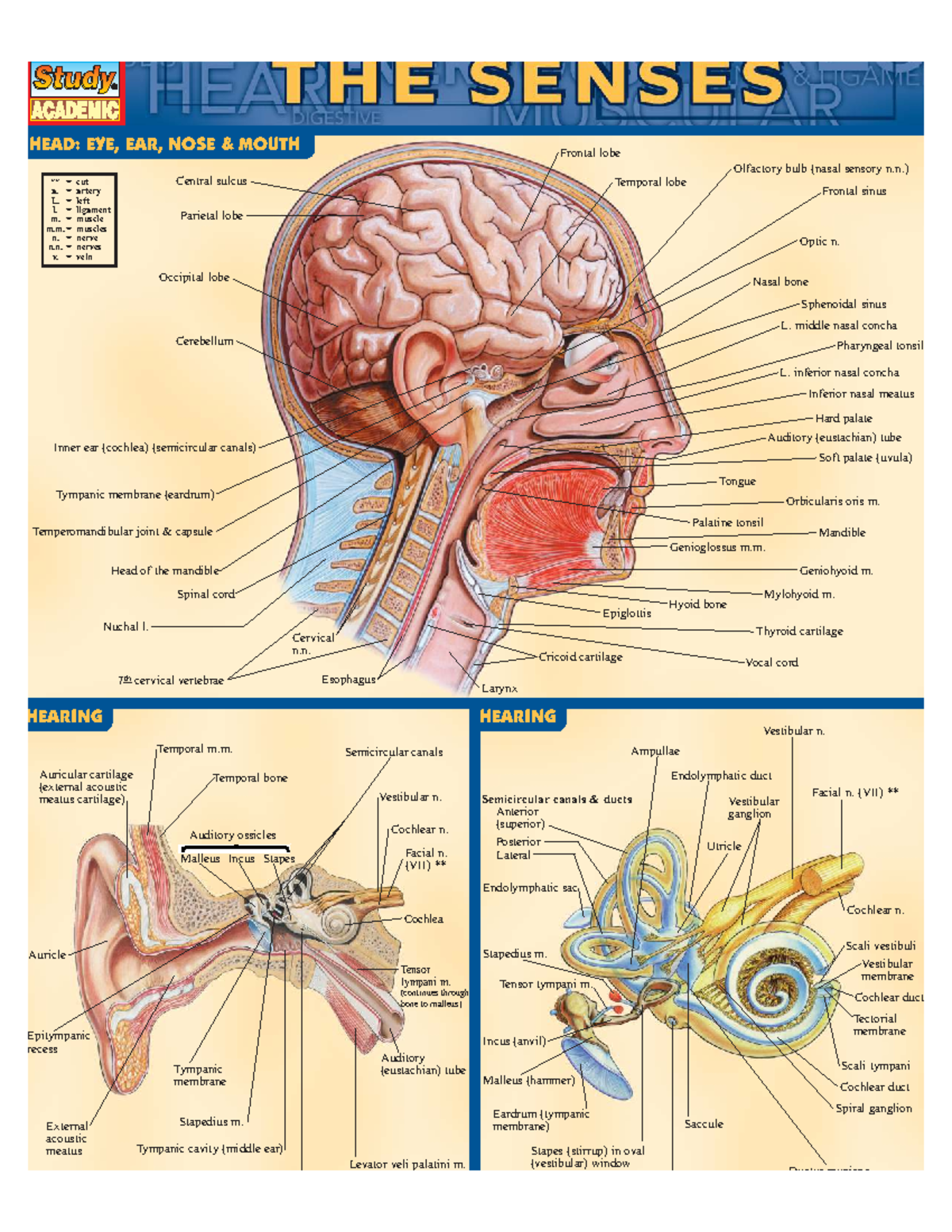 Senses Lecture Notes: Eye, Ear, Nose, and Mouth Anatomy - Studocu