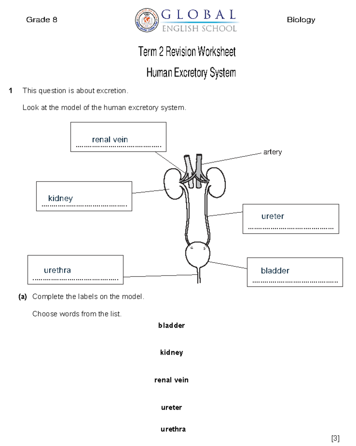 Excretory System Parts And Functions Worksheet