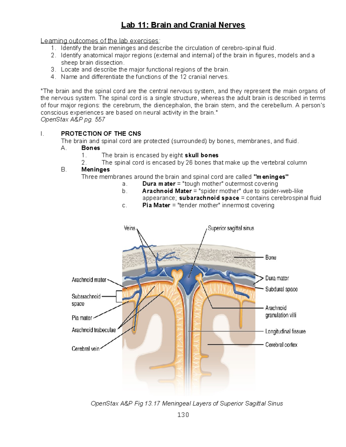 AP1 Lab 11: Exploring Brain Anatomy and Cranial Nerves (FA2021) - Studocu
