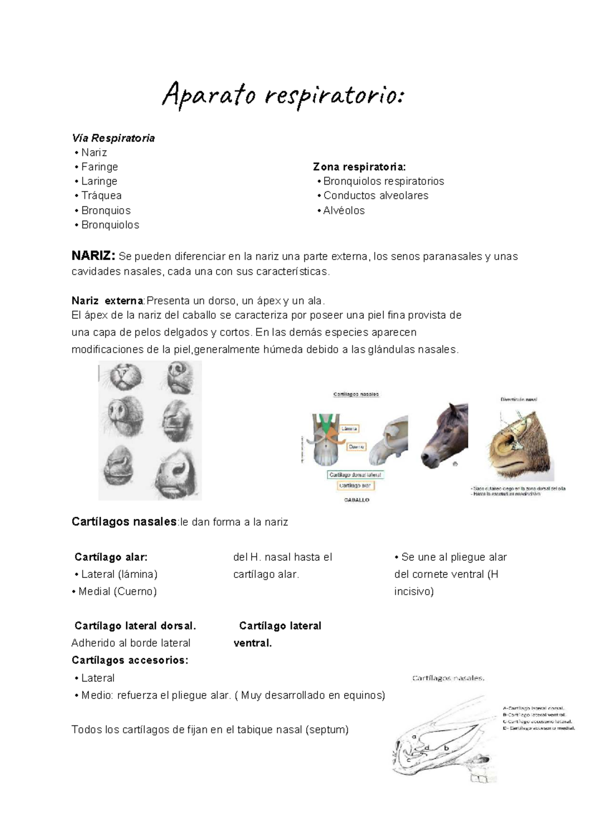 Aparato Respiratorio: Estructura y Función NARIZ, FARINGE, LARINGE ...