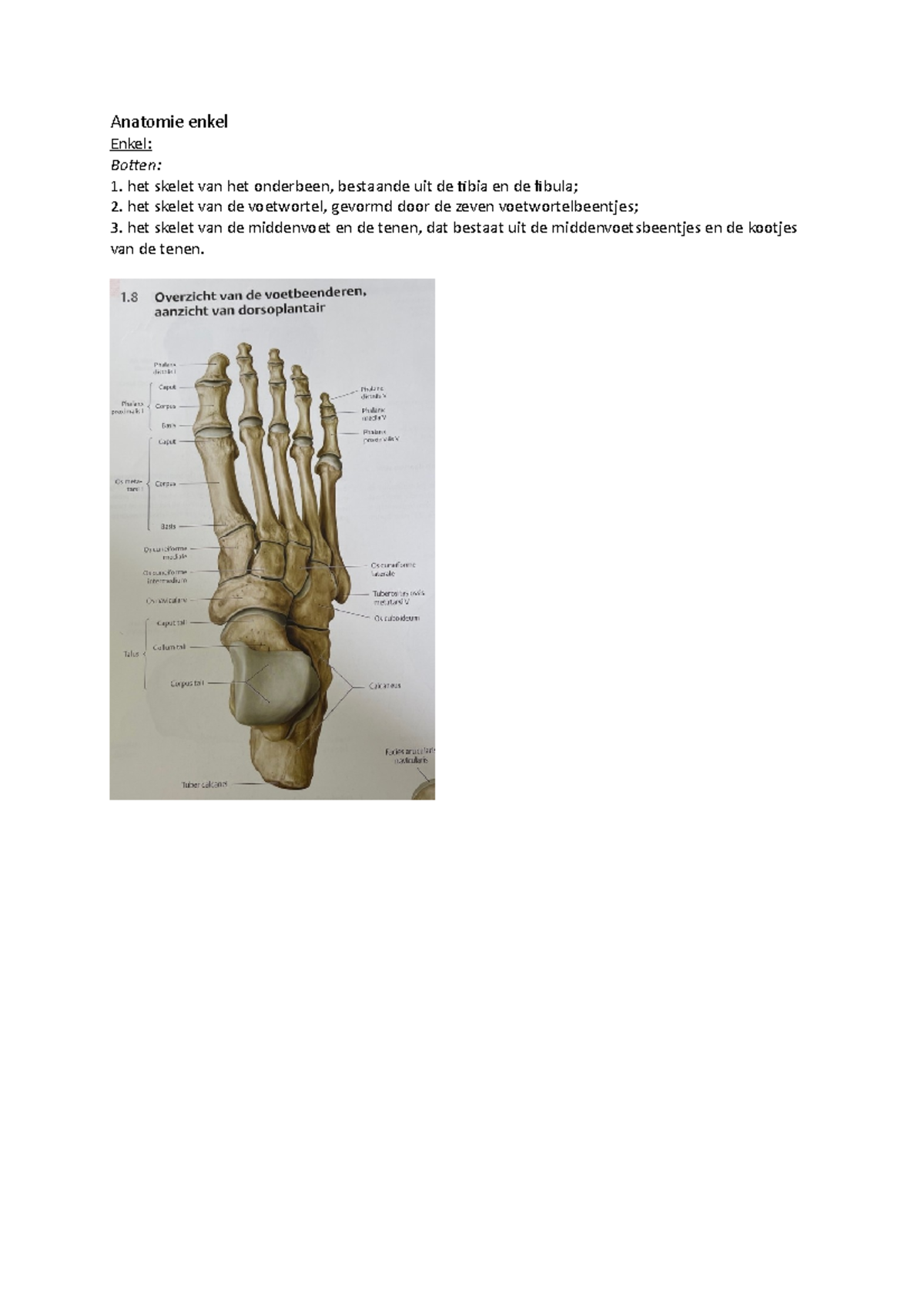 Anatomie van de Enkel: Botten, Spieren en Functies - Studeersnel