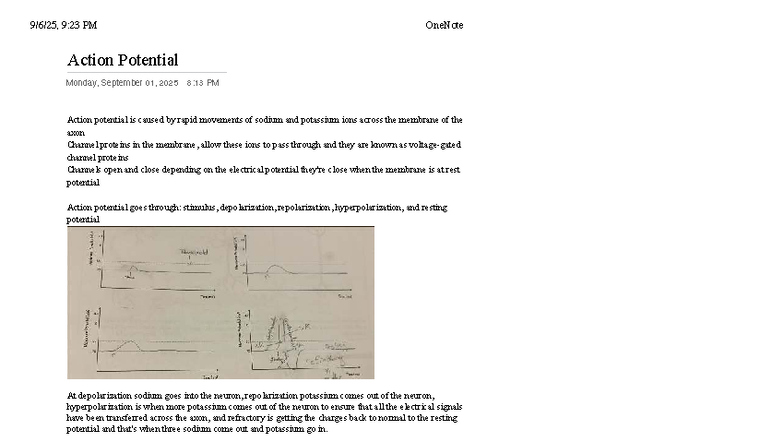 Action Potential Overview: Mechanisms and Phases Explained - Studocu