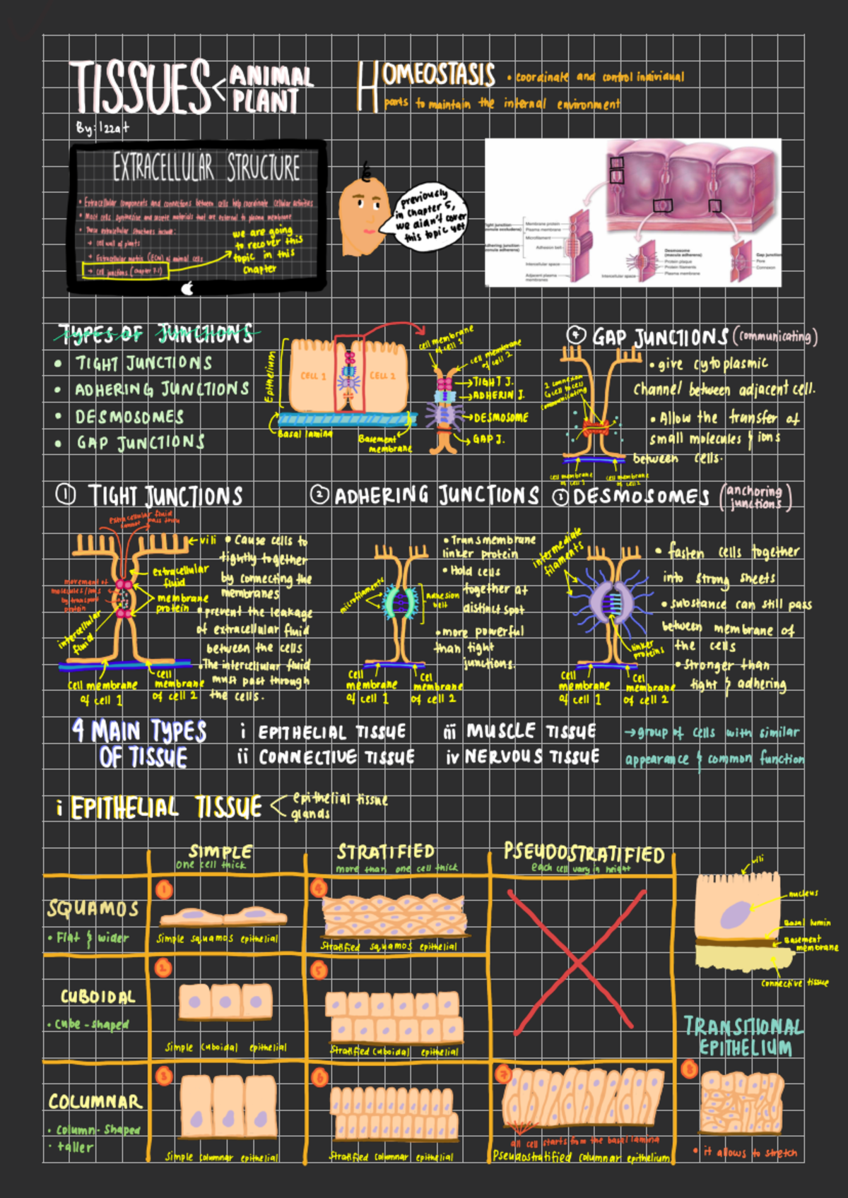 Animal Tissue Types and Functions: An Overview from Chapters 5 and 7 ...