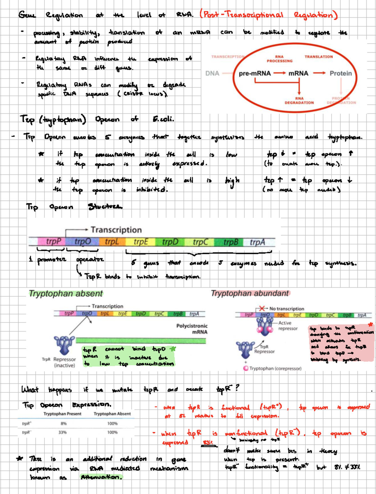 Regulatory RNAs in Bacteria: Gene Regulation & the Trp Operon - Studocu