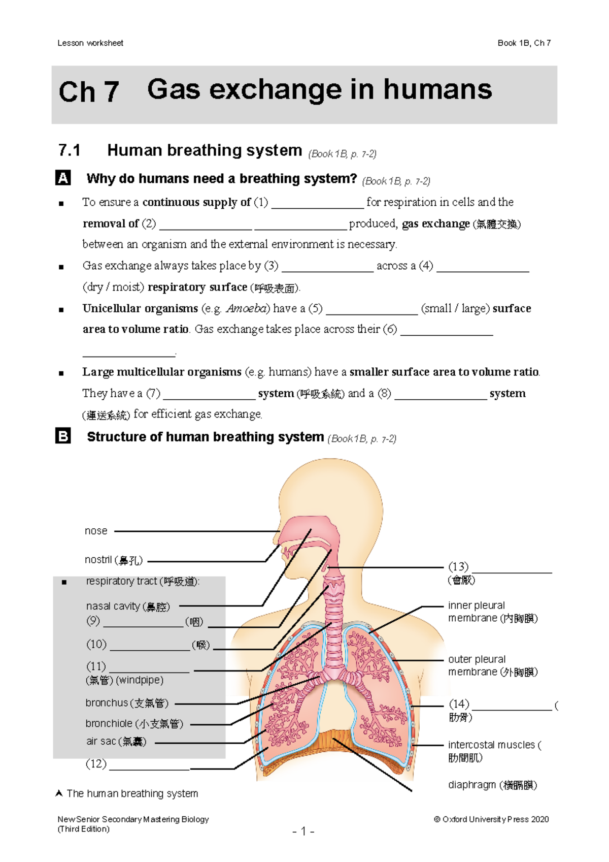 Biology 7: Notes on Human Gas Exchange System - Studocu
