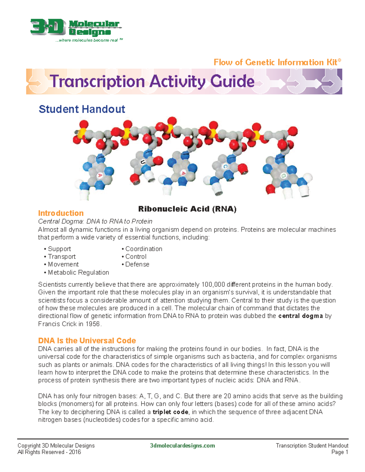 Transcription Simulation Lab (BIO 101): Flow of Genetic Info & RNA ...