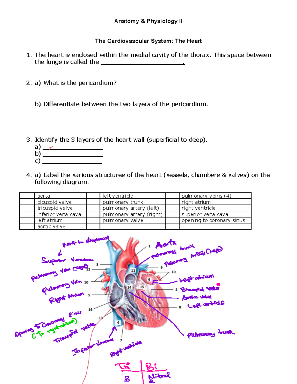 Anatomy Physiology II: Week 3 Heart Prep Notes on Cardiovascular System ...