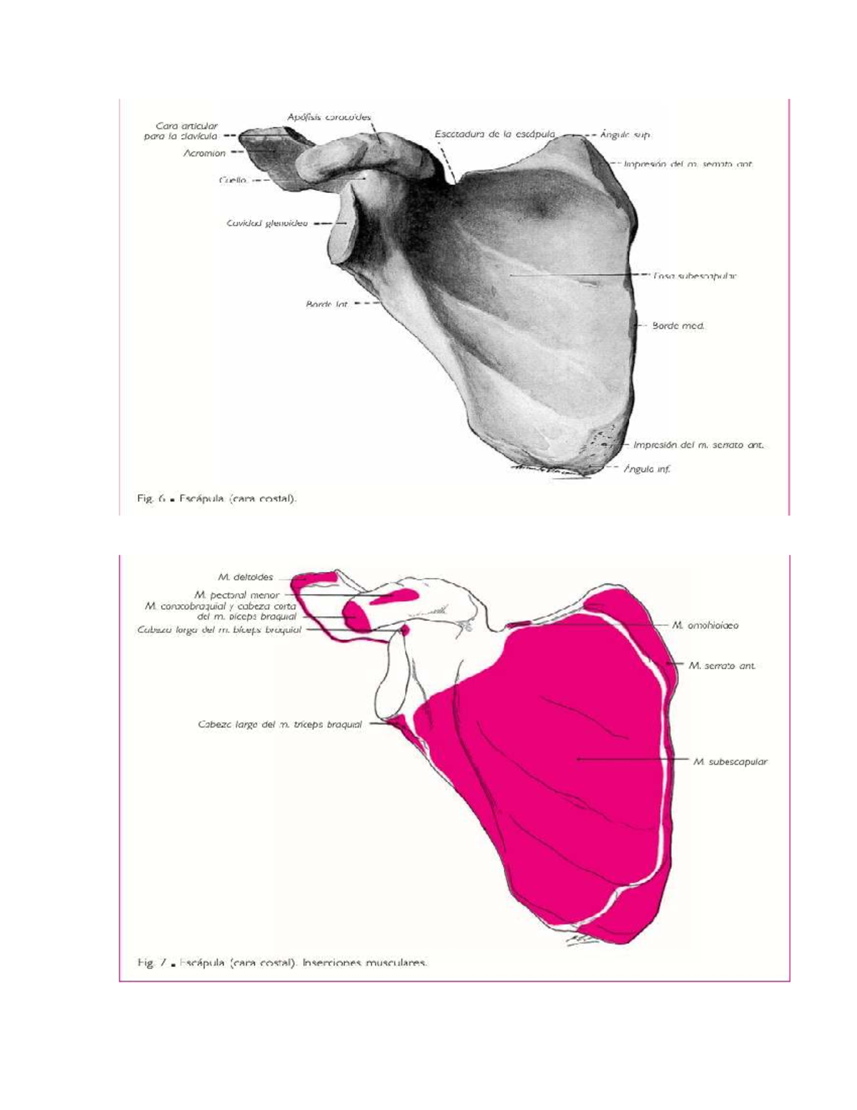Estructura del Miembro Superior - Apófisis coracoides Cara articular ...
