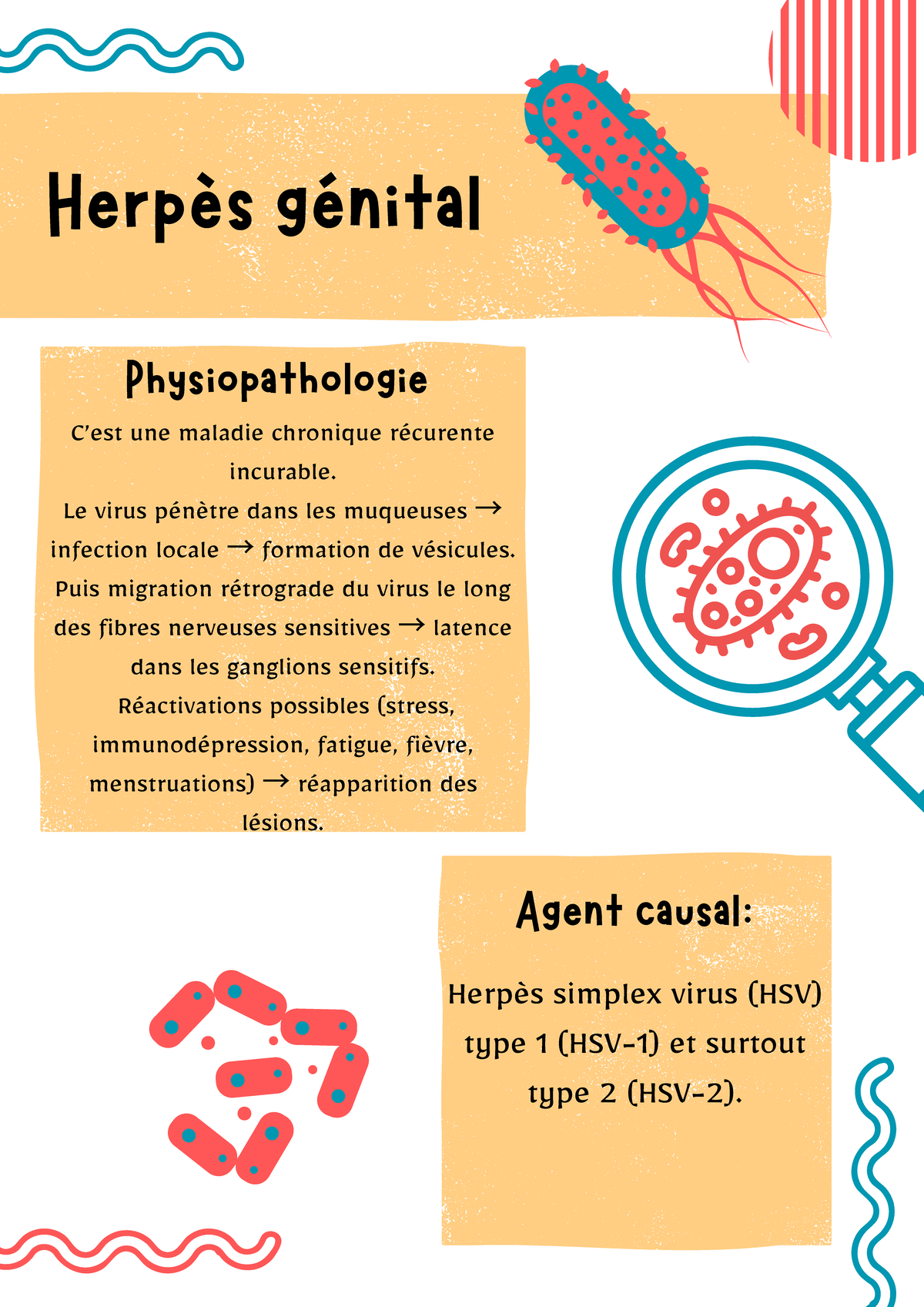 Herpès génital: Physiopathologie et Soins Infirmiers (Méd 101) - Studocu
