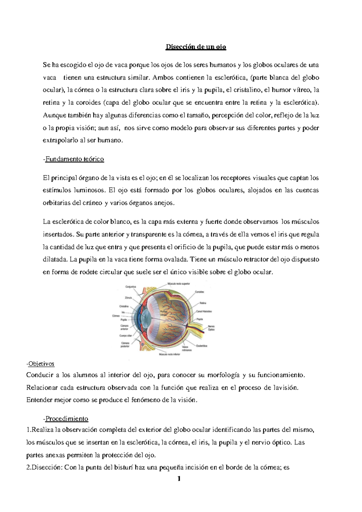 Disección de un Ojo: Partes y Funciones del Ojo de Vaca - Studocu