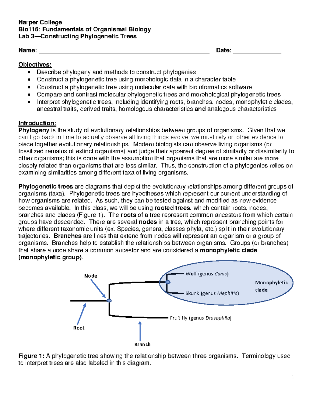 Bio116 Lab 3: Building Phylogenetic Trees - Spring 2022 - Studocu