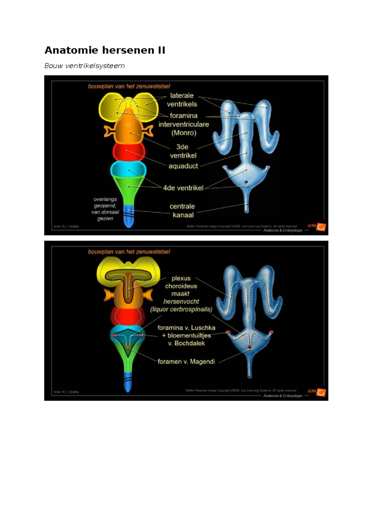Anatomie Hersenen II: Ventrikelsysteem en Ruggenmerg Bloedingen ...