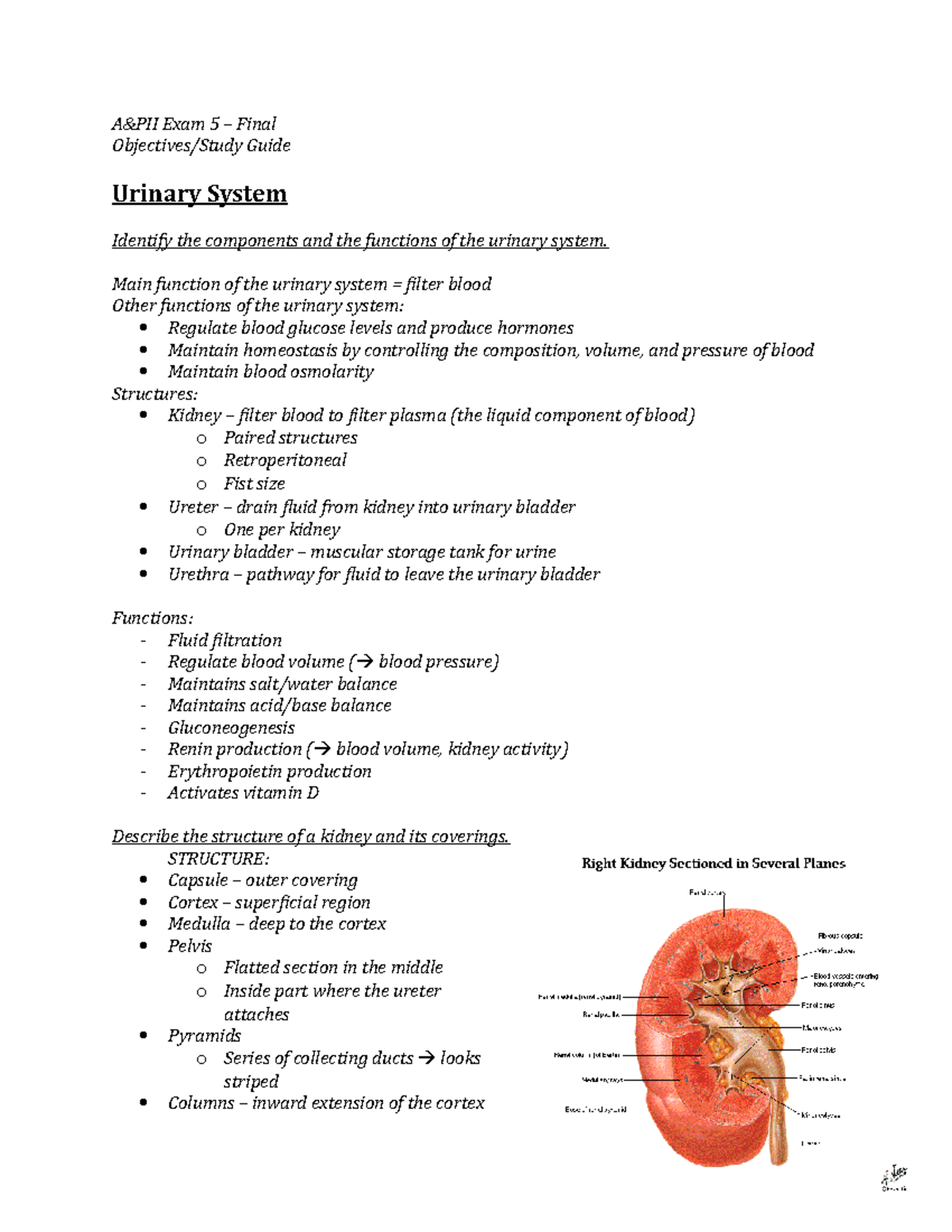 A&PII final exam study guide - A&PII Exam 5 – Final Objectives/Study ...